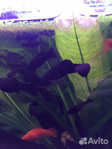 Рыба молинезия