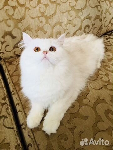 Турецкая Ангора Кошка Бесплатно