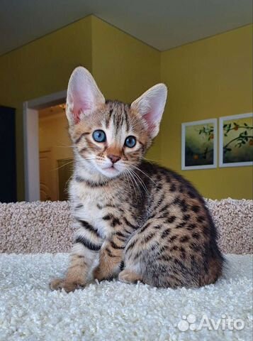 Саванна f6sbt, девочка