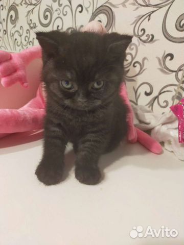 Шотландский котик