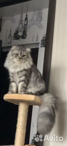 Шотландский кот на вязку