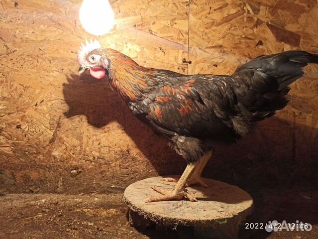 Петух Ухей-люй крупный красавец