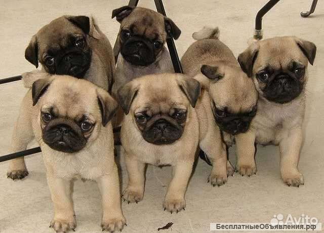 Щенки мопса