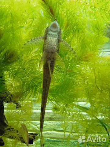 Стурисома панамская