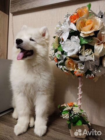 Самоед-кобель от Интерчемпионов-родителей