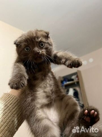 Британские котята
