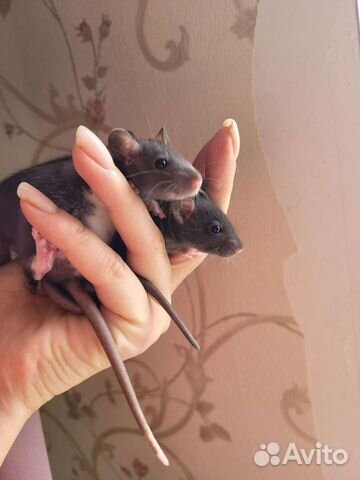 Крыса дамбо 1,5 месяца