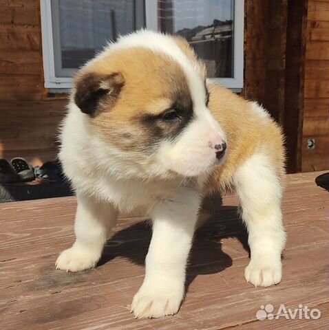 Продажа щенков алабая