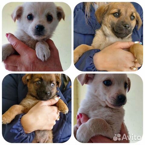 Щенки в добрые ручки