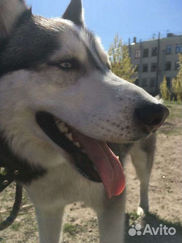 Сибирский хаски 6лет
