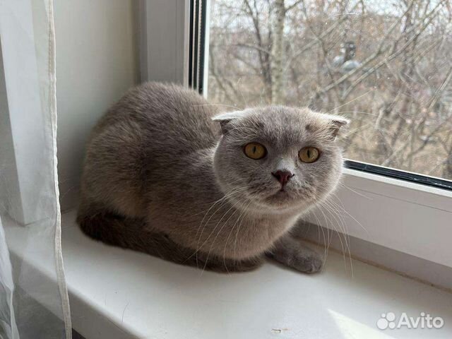 Шотландская вислоухая кошка бесплатно