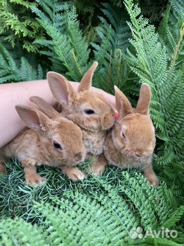 Кролик рекс