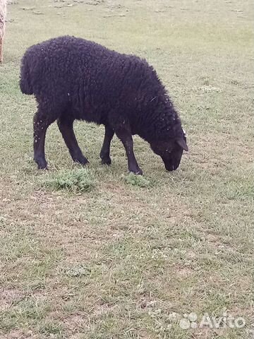 Ягнята баранчики