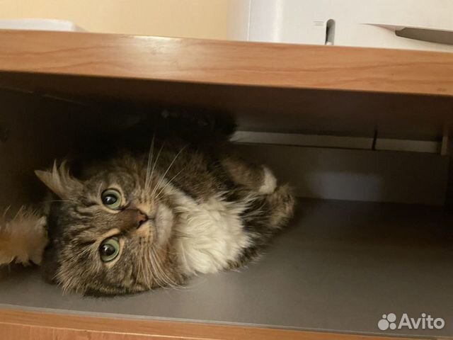 Кошка Мальвина в добрые руки