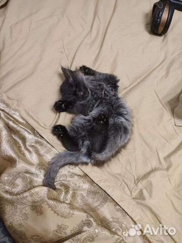Котенок сибирский (2 месяца, девочка)