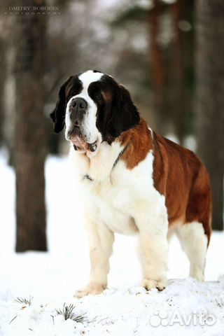 Щенки сенбернара из питомника