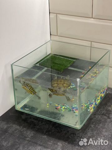 Черепашки с аквариумом