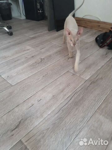 Нашелся потерянный кот сфинкс