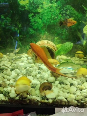 Меченосцы ампулярии щитолистник