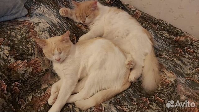 Красивая кошка