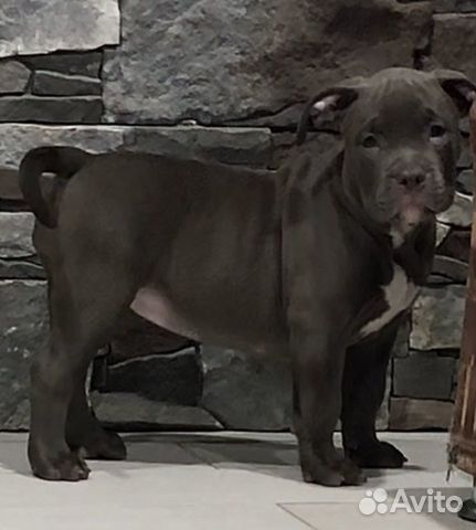 Американский булли