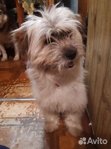 Маленькая собачка