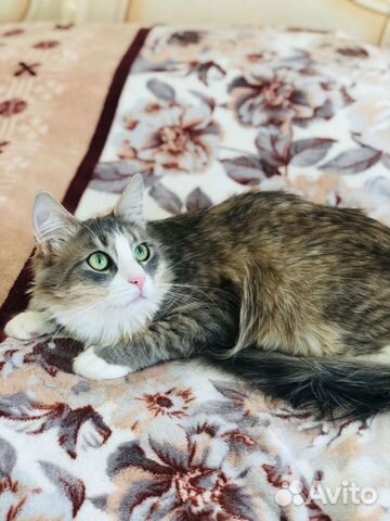 Молодая кисонька ищет дом