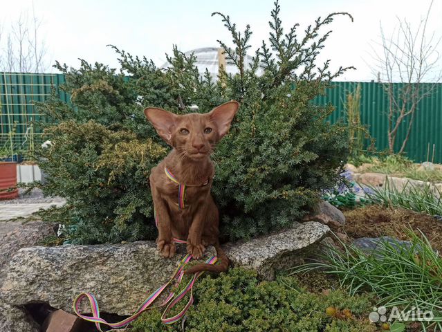 Ориентальный котёнок циннамонового окраса