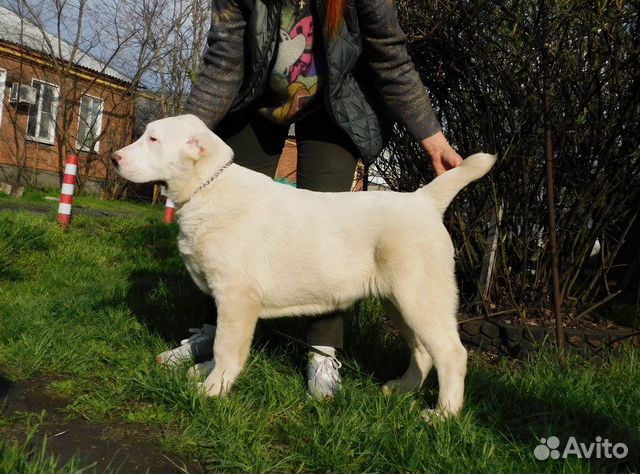 Шикарные сао