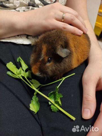 Морская свинка американский тедди
