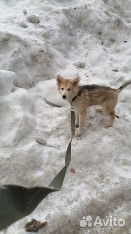 Отдам в добрые руки щенка