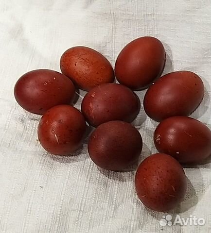 Маран голубой с серебристой гривой