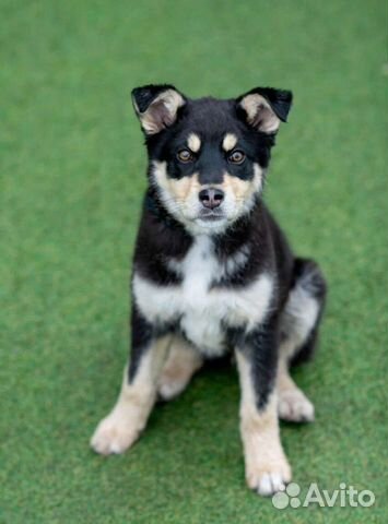 Щенок в добрые руки бесплатно