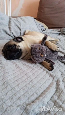 Мопс