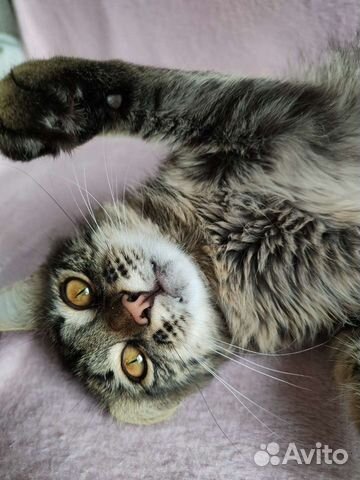 Котёнок Каштан ищет дом