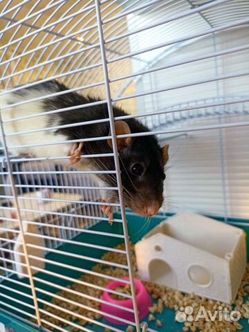 Декоративная крыса