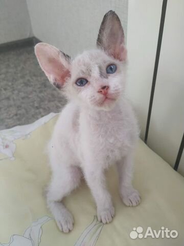Донские сфинксы котята
