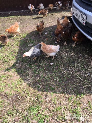 Цыплята 2 месяца