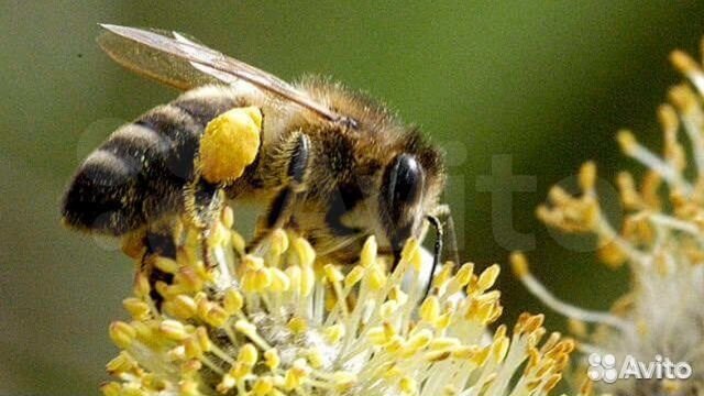 Пчелы Карника
