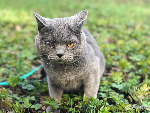 Британский кот живет в ванной