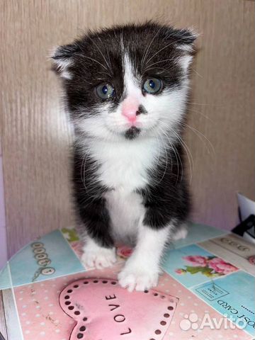 Котенок