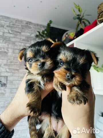 Йоркширский терьер