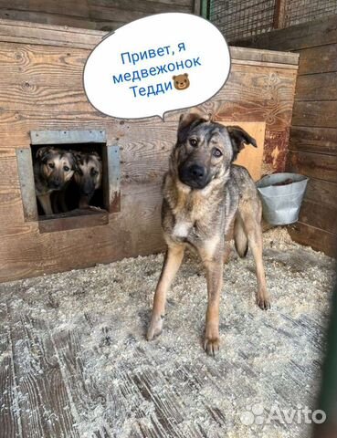 Милый мишка Тедди