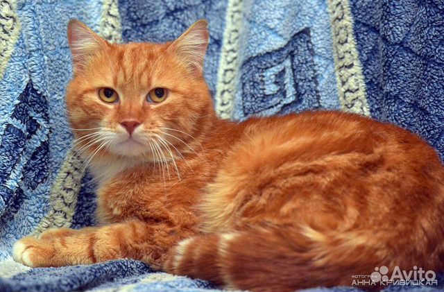 Ванечка молодой, ласковый котик