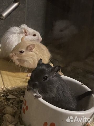 Отдам песчанок