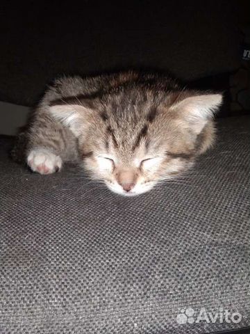 Котенок девочка