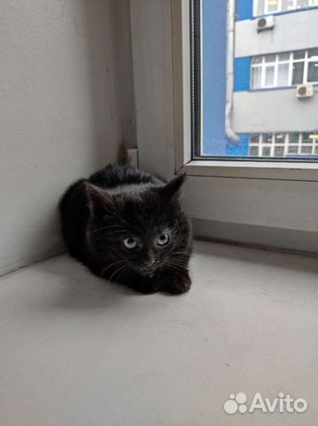 Кошка ищет дом