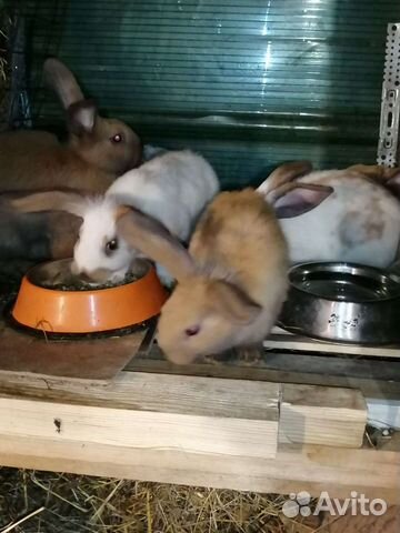 Кролики мясных пород