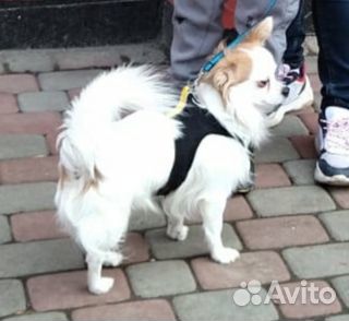 Ищем невесту Чихуахуа