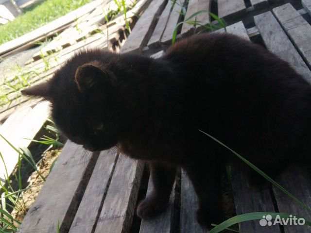 Кошка в дар